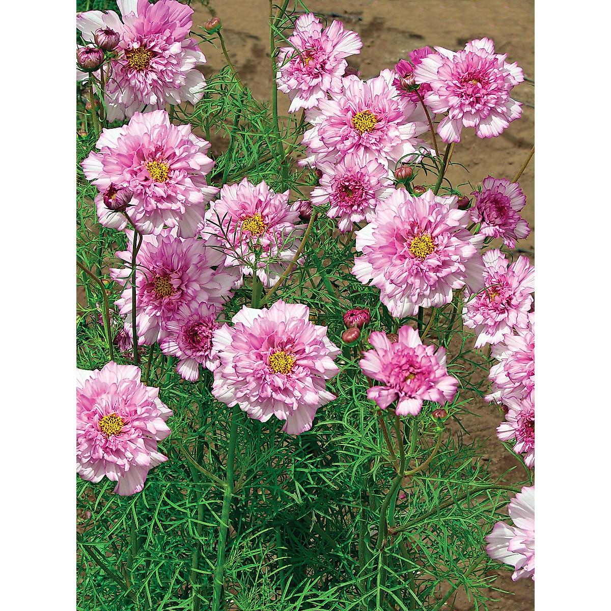 Burpee Double Click Bicolor Pink Cosmos Seeds 50 seeds