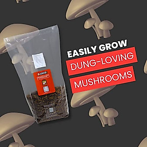 MushroomSupplies.com All in ONE Mushroom Grow Kit in-a-Bag (3 LBS) | Mushroom Grow Bag with Sterilized Grain and Substrate | Easy Grow Your Own Mushrooms