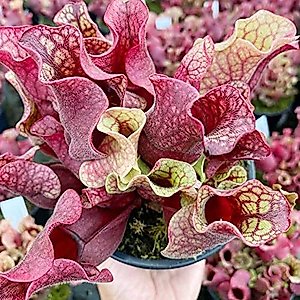 QAUZUY GARDEN 50 Rare Sarracenia Purpurea Seeds Purple Northern Pitcher Plant Seeds, Turtle Socks, Side-Saddle Flower - Tropical Exotic Carnivorous Plant & Easy Grow