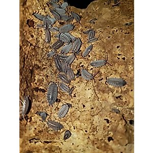 Combo Pack- 20 Powder Blue Isopods and 8 oz Springtail Culture