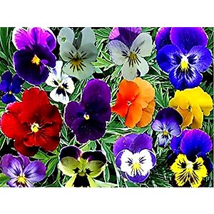 Viola Bambini Colorful Mix Viola Cornuta Garden Pansies 40+ Seeds for Planting Long Flowering Plant