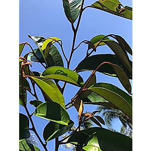 Green Caimito Star Apple Chrysophyllum cainito Seedling Plant Potted Fruit Tree