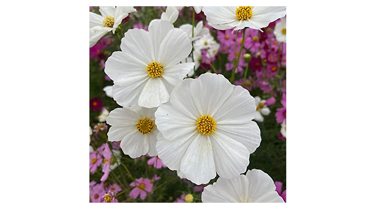 Cosmos Purity Seeds - Easy-to-Grow White Flowers for Pollinators