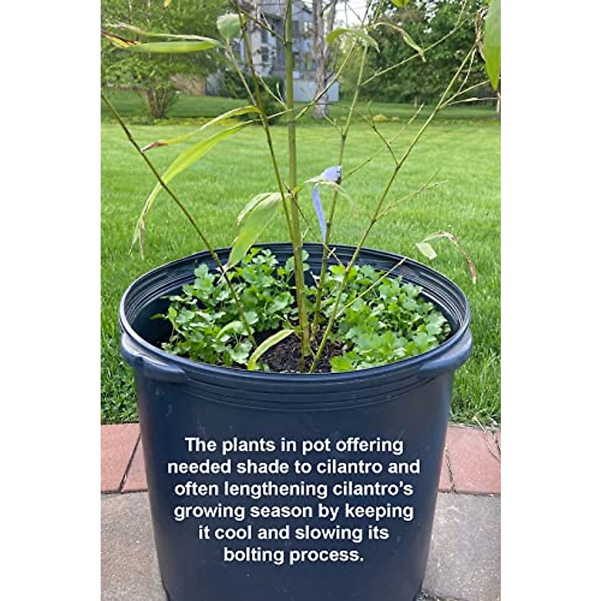 Cilantro Seeds for Planting-Slow Bolt,香菜.Non GMO Seeds for Sprouting,Herb Seeds for Planting Home Garden and Hydroponic Pods(100 Slow Bolt Cilantro Seeds for Planting,1g) USA