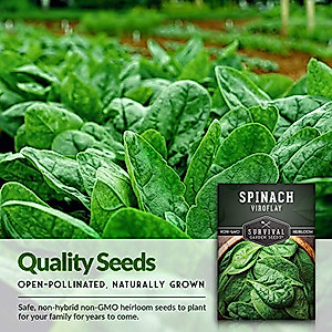 Survival Garden Seeds - Viroflay Spinach Seed for Planting - Packet with Instructions to Plant and Grow Nutritious Leafy Greens in Your Home Vegetable Garden - Non-GMO Heirloom Variety - 1 Pack