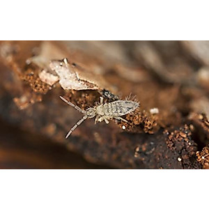 Bugzy Bugs Dwarf White & Springtail Bundle Live Isopods Trichorhina Tomentosa Bioactive Feeders