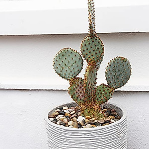 Yousonew 10lbs 100% Natural River Rock Stones,Garden Adornment Stones,Pebbles Polished Gravel for Plants,Vases,Aquariums,Succulents, Home Decor. (10LBS)