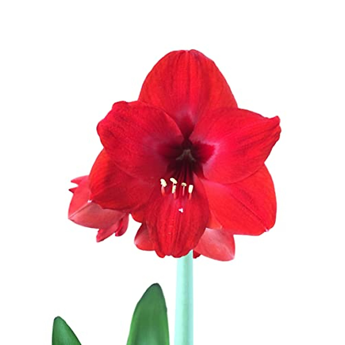 Red Lion Amaryllis Kit - Great Gift - Large Bulb, Pot and Potting Medium