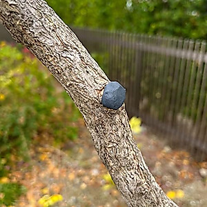 Kiyonal Bonsai Cut Paste 135g (Putty Type), Tree Pruning Sealer for Bonsai, Gardening, Grafting, Made in Japan, Gray