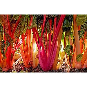 Swiss Chard Seeds,Swiss Chard, Rainbow, Heirloom, 25+Seeds, Non GMO