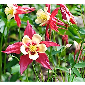 200+ Columbine McKana Giants Flower Seeds, Perennial, Aquilegia caerulea, Colorful, Attracts Bees and Hummingbirds! from USA