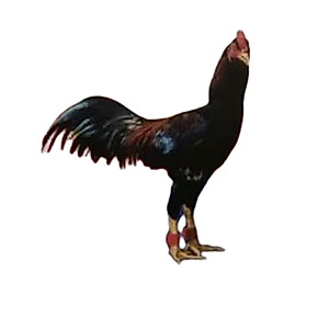 Dolphin Shop- Fabric Tapes for Rooster Gloves Gamefowl Poultry Botas para Gallos Breeding Chicken Supplies Prevent & Care Leg 2 pc Blue/Red Long 10 Yard (Rt2)