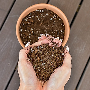 Money Tree Soil, Soil Mix for Planting or Repotting Money Tree, 4qt One Gallon Bag of Soil Blended to Properly Grow Money Tree Plants