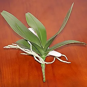 Qianmo Artificial Orchid Leaf Plants PU Latex Real Touch Faux Leaves Arrangement Home Décor Office Garden Bonsai Decoration Flowers (Big Size (3 Bunches))