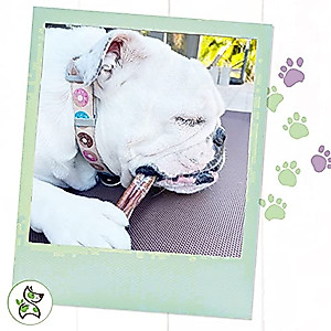 Nature Gnaws Bully Sticks for Large Dogs - Premium Natural Beef Dental Bones - Thick Long Lasting Dog Chew Treats for Aggressive Chewers - Rawhide Free