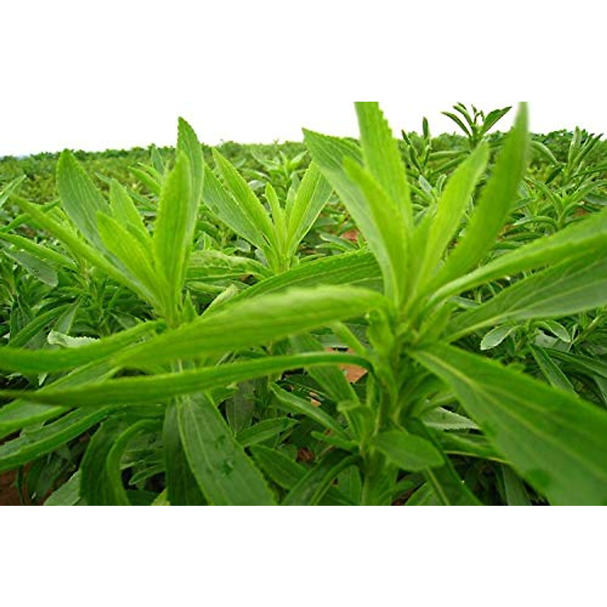 100+ Stevia Rebaudiana Sweetleaf Seeds Rare Edible Heirloom Sugar Garden Plant