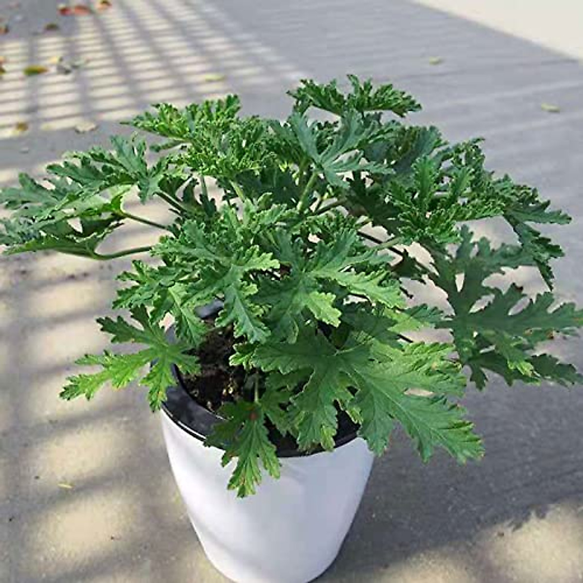 200 Pcs Citronella Plant Seeds Garden Home Plant Seeds