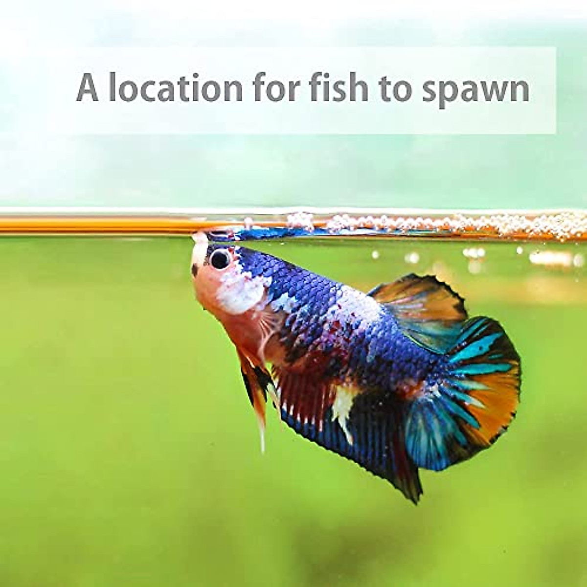 Premium Indian Almond Leave. Aquarium Decorations Size 6-9" Pack 50g(20-25 Leaves). Catappa Leaves Rich in Tannin. Superb to be Health Better, Vitality, Succesful Breeding! of Shrimp & Betta Fish Tank