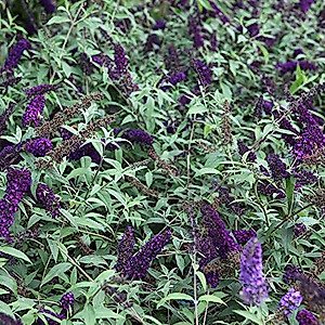 CHUXAY GARDEN 50 Seeds Buddleja Davidii 'Black Knight',Purple Butterfly Bush,Summer Lilac Fast-Growing Drought Tolerant Deciduous Shrub Great for Garden