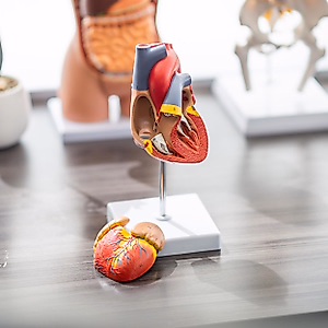 MonMed Anatomical Heart Model, Human Heart Anatomy Model – 2 Part Heart Models Anatomy Life Size Medical Heart Model