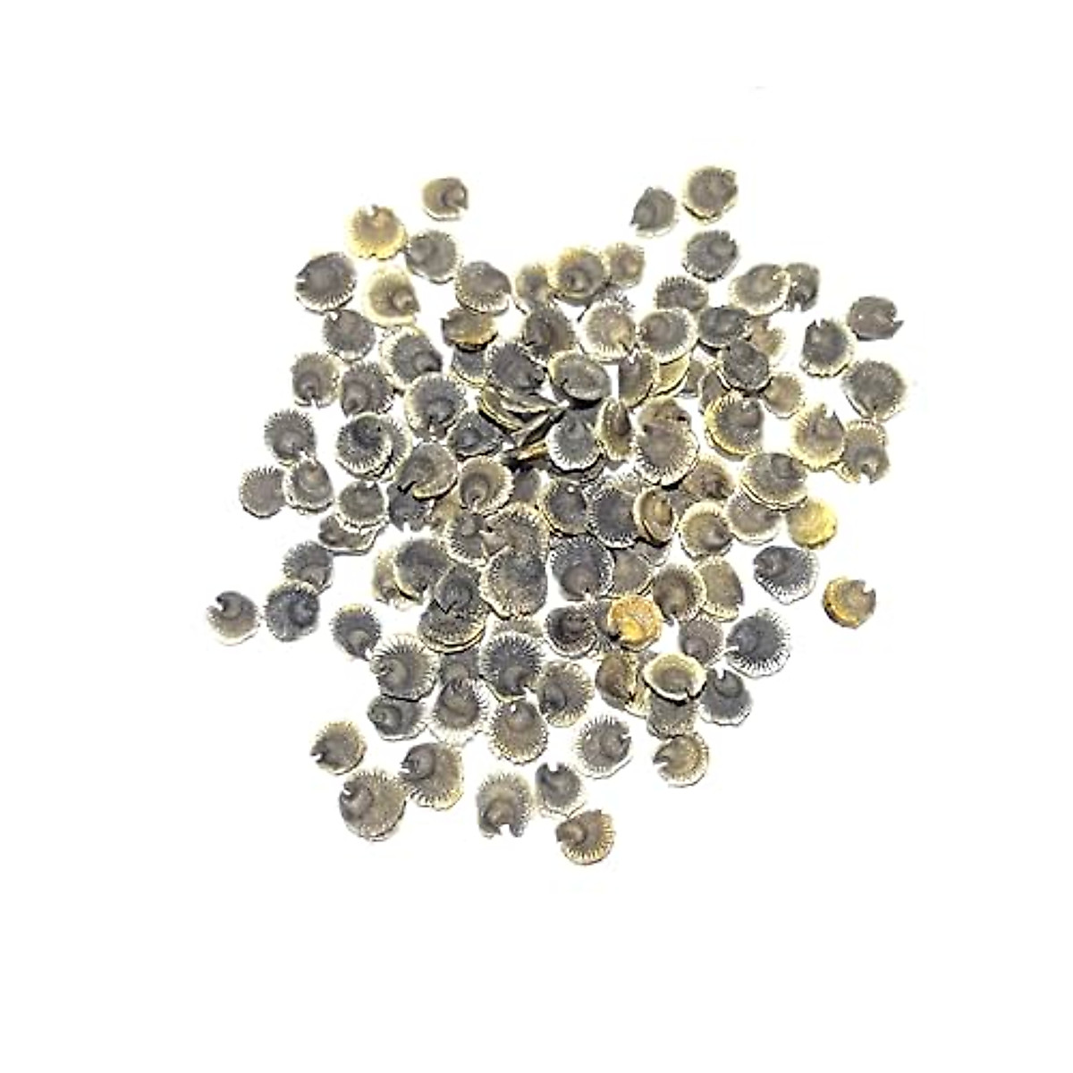 Seed Needs, Black Hollyhock Seeds - 100 Heirloom Seeds for Planting Alcea rosea - Great for Gothic Gardens, Open Pollinated Biennial That Attracts Pollinators (1 Pack)