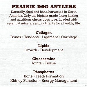 Prairie Dog Antlers | North American Whole Elk Antler | LARGE | Naturally Shed | Hand Harvested | Nutrient Rich | 8-9.5 inches long