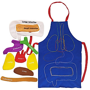 PRIMUZ 3D Organ Apron For Home Preschool Teaching Aid,Human Body Removabl Organs Apron ，Vital Organ Apron That Helps Children Understand The Internal Structure Of The Bod