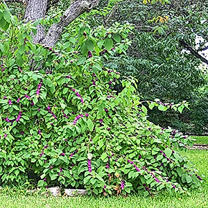 CHUXAY GARDEN Callicarpa Americana,American Beautyberry 25 Seeds Native Wildflower Shrub Ornamental in Gardens and Yards.