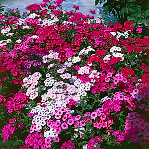 1200+ Mixed Phlox Seeds - Creeping Perennial Ground Cover - Popstars Phlox Creeping Carpet Plants