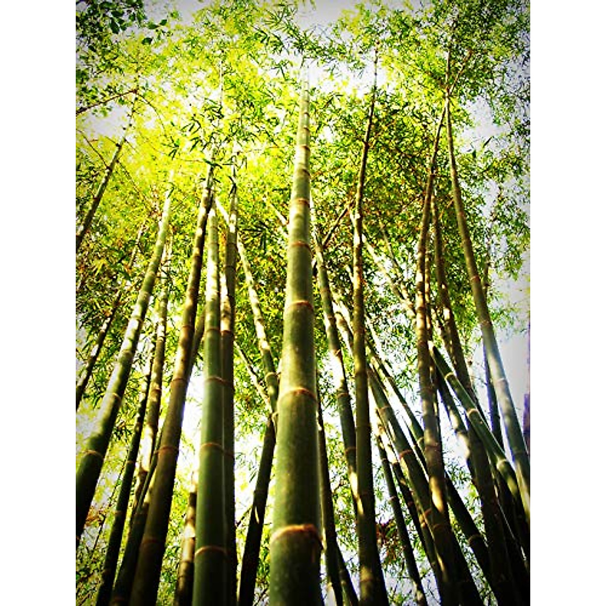 Stand up Biodegradable Bamboo toothbrushes| Hard Wearing, Soft/Medium Plant bristles| Vegan | Plastic Free Toothbrush | Biodegradable Packaging| All Natural Toothbrush