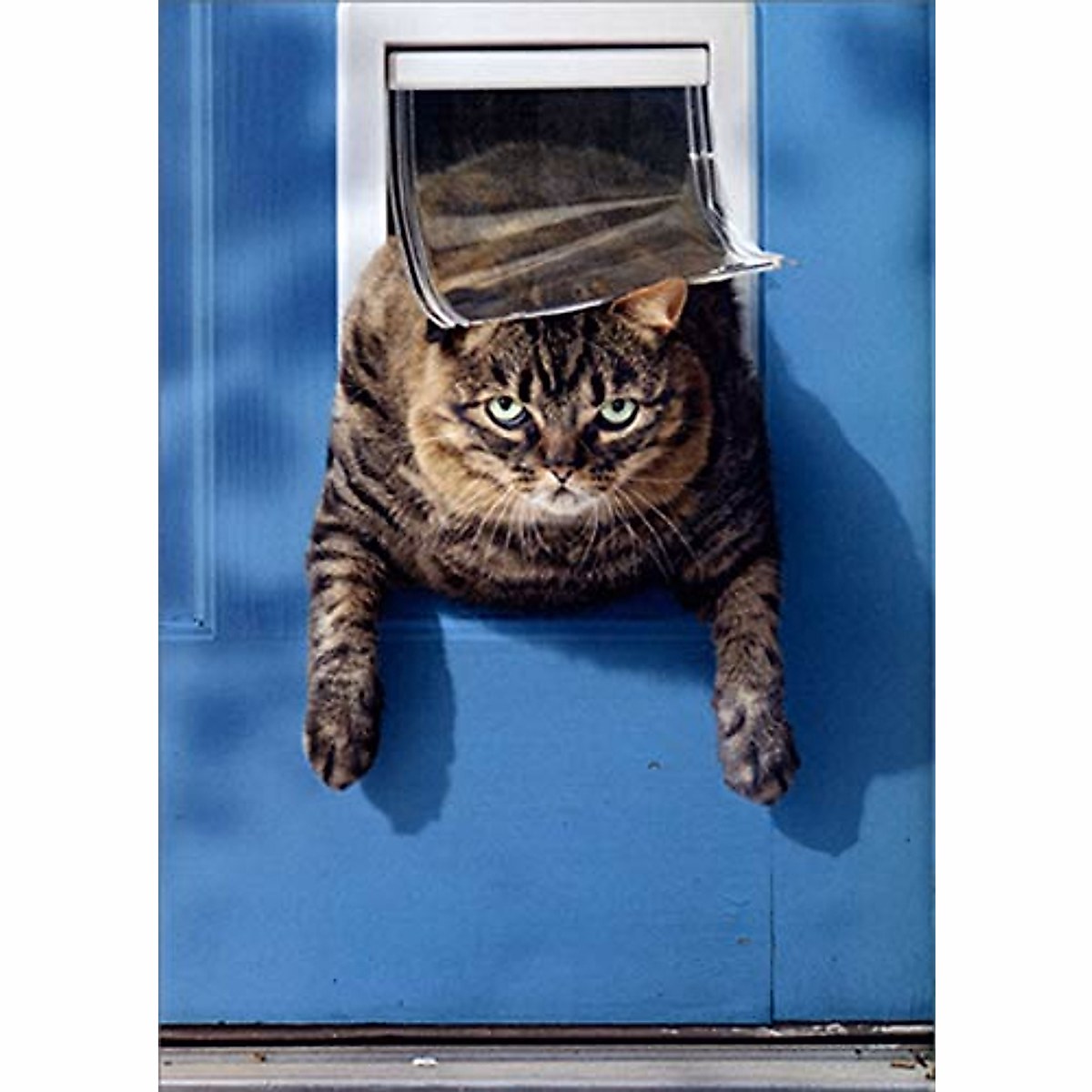Avanti Press Cat Stuck in Pet Door Humorous : Funny Birthday Card