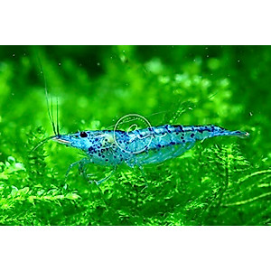 Swimming Creatures 10 Blue Velvet Neocaridina Freshwater Aquarium Shrimp. Live Arrival Guarantee.