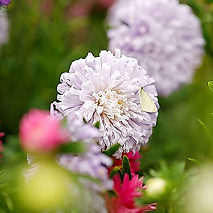 Cleome Seeds - Mixed Colors - Packet - Pink/Purple/White Flower Seeds, Heirloom Seed Attracts Bees, Attracts Butterflies, Attracts Hummingbirds, Attracts Pollinators, Extended Bloom Time, Fragrant