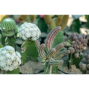 HADIZ Stainless Steel Garden Tweezer Two Piece Set with Curved Tip Tweezers for Cactus and Succulents Gardening