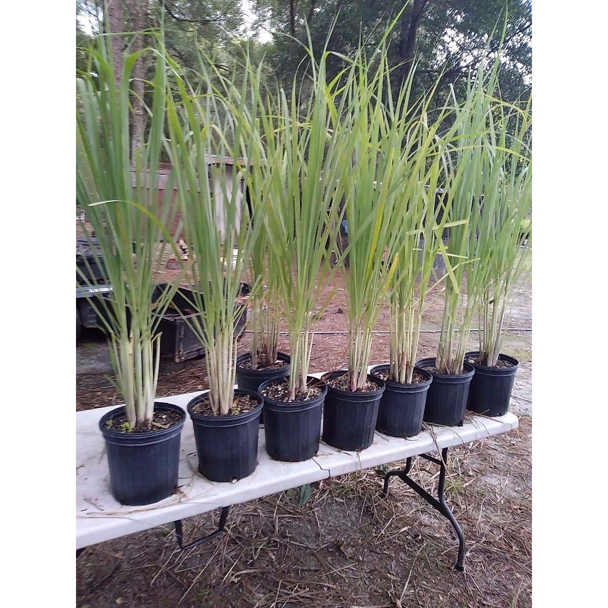 Lemongrass 4 Live Plants Each 8-12" Tall fully rooted