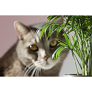 American Plant Exchange Live Chamaedorea Elegans Plant, Parlor Palm Tree, Neanthe Bella Palm Tree, Plant Pot for Home and Garden Decor, 6" Pot