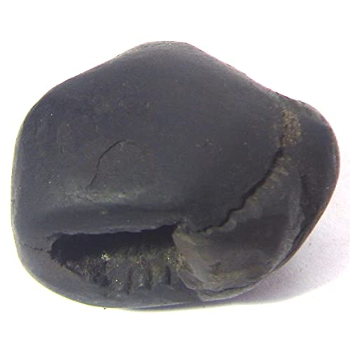 XUETZALCOATL Adwaitya Krishna Pradyumn Anirudh Maha Vishnu Shaligram Nepal Kali Gandaki