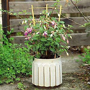 COLOtime 3Pack Bamboo Trellis 16 Inch Fan Shaped Small Plant Trellis for Indoor Potted Plants Climbing Monstera Orchid Vine Hoya Houseplant