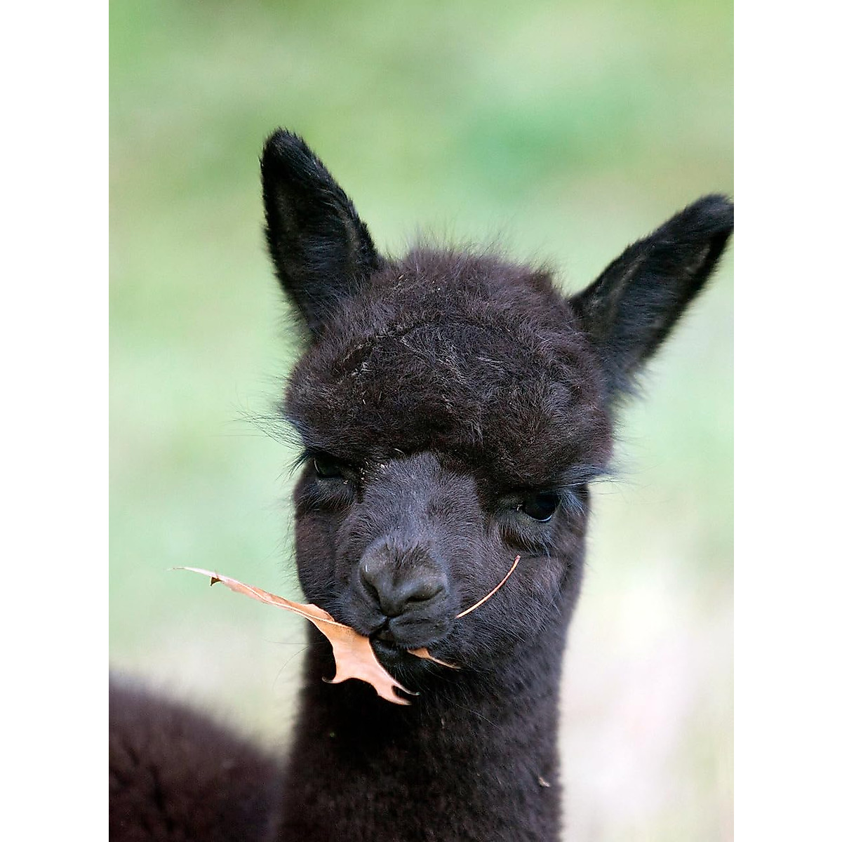 WARRIOR ALPACA SOCKS | Heavy-Duty Hunting Alpaca Wool Socks | Terry Lined | Unisex (Medium, Woodland Camo)