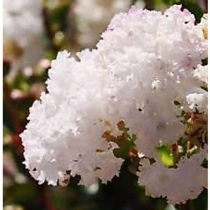 1195-Dwarf White Crape Myrtle (Lagerstroemia Indica) Seeds by Robsrareandgiantseeds UPC0764425788447 Non-GMO,Organic,USA Grower,Bonsai,Showy, Butterfly Flower,1195 Package of 10 Seeds