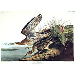 Bartram Sandpiper. From"The Birds of America" (Amsterdam Edition)