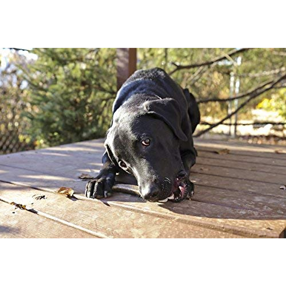 Pet Parents® Gnawtlers® - Premium Elk Antlers for Dogs, Naturally Shed Elk Antlers, All Natural Elk Antler Dog Chew, Specially Selected from The Heartland Regions (Large)