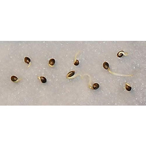 1087-Dwarf Honey Fig (Ficus carica) Seeds by Robsrareandgiantseeds UPC0764425786764 Non-GMO,Organic,Historic,Bonsai, 1087 Package of 5 Seeds