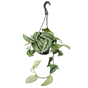 Silver Satin Pothos Plant Live Plant Hanging Basket, Silver Pothos Hanging Plant Live House Plants Indoors, Real Plants Indoor Live Plants Indoor Plants Live Houseplants Live Indoor by Plants for Pets
