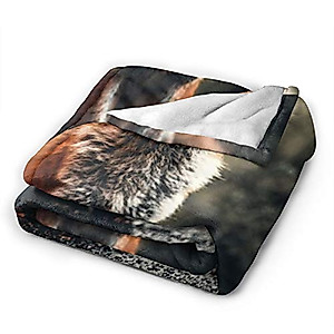 JASMODER Throw Blanket Fox Sitting On Ground Soft Microfiber Lightweight Cozy Warm Blankets for Couch Bedroom Living Room