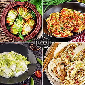 Survival Garden Seeds - Michihili Napa / Nappa Cabbage Seed for Planting - Pack with Instructions to Plant and Grow Brassica Vegetables in Your Home Vegetable Garden - Non-GMO Heirloom Variety