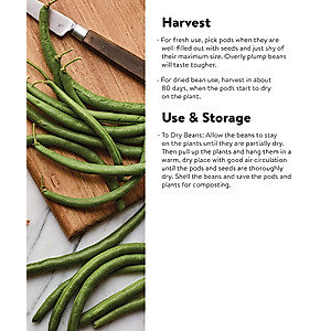 Burpee Early Italian Bush Bean Seeds 2 ounces of seed