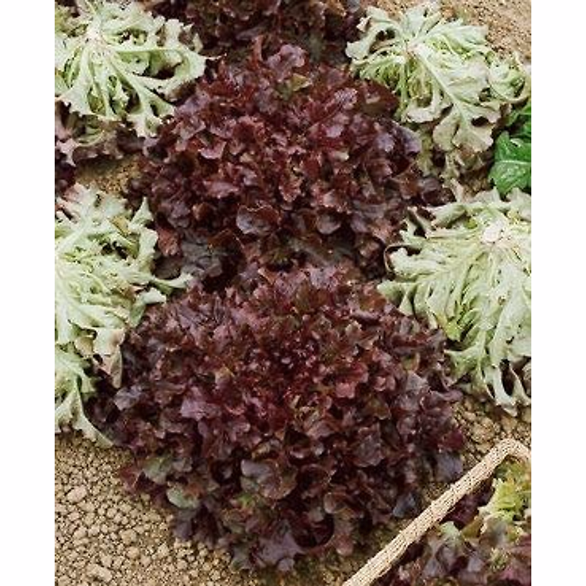 Salad Bowl Red Leaf Lettuce Seeds for Planting, 1000+ Heirloom Seeds Per Packet, (Isla's Garden Seeds), Non GMO Seeds, Botanical Name: Lactuca Sativa