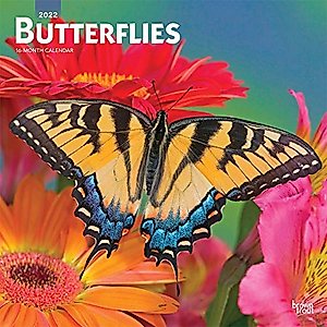Butterflies 2022 12 x 12 Inch Monthly Square Wall Calendar, Wildlife Animals Wings