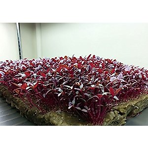 25,000+ Microgreens Seeds- Red Amaranth